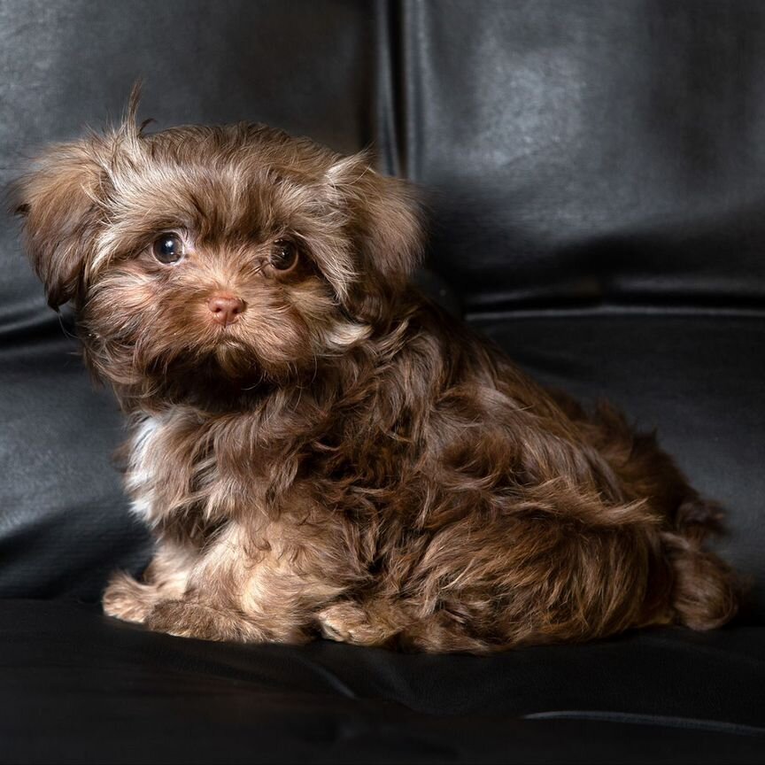 Русская цветная болонка, щенок