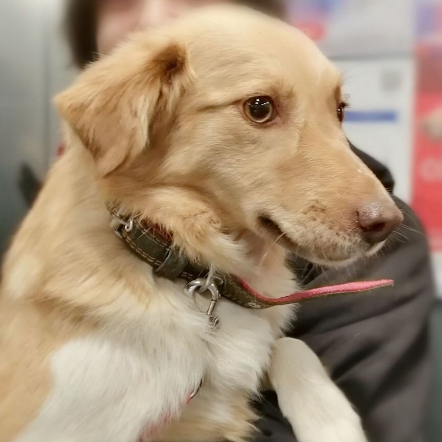 Взрослая собака в добрые руки