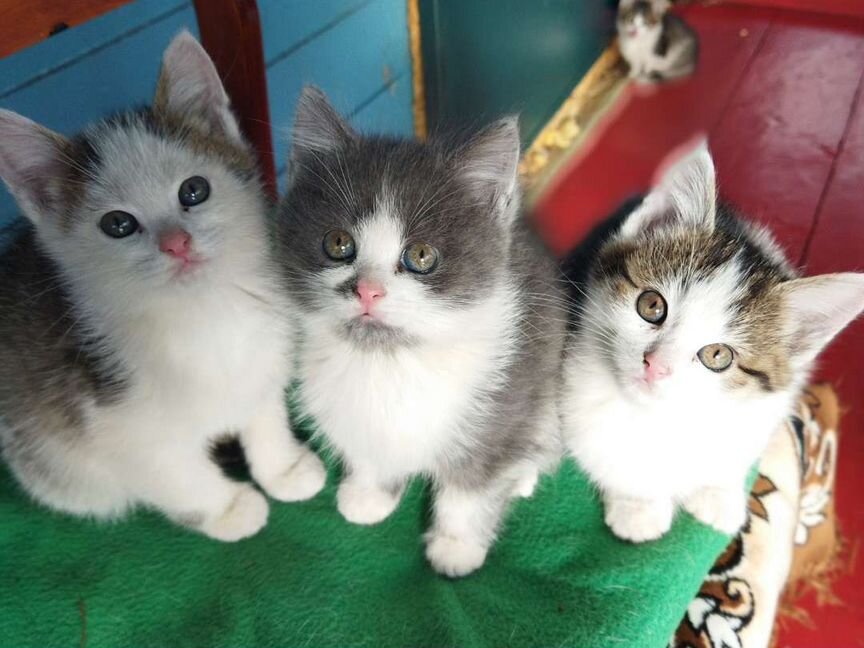 Кошки в добрые руки бесплатно