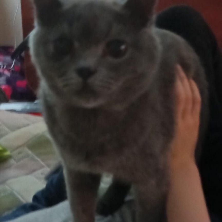 Ласковый котенок в добрые руки