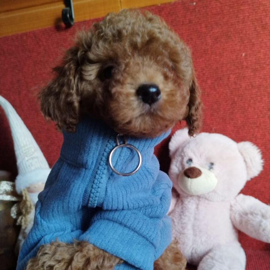 Джентльмен