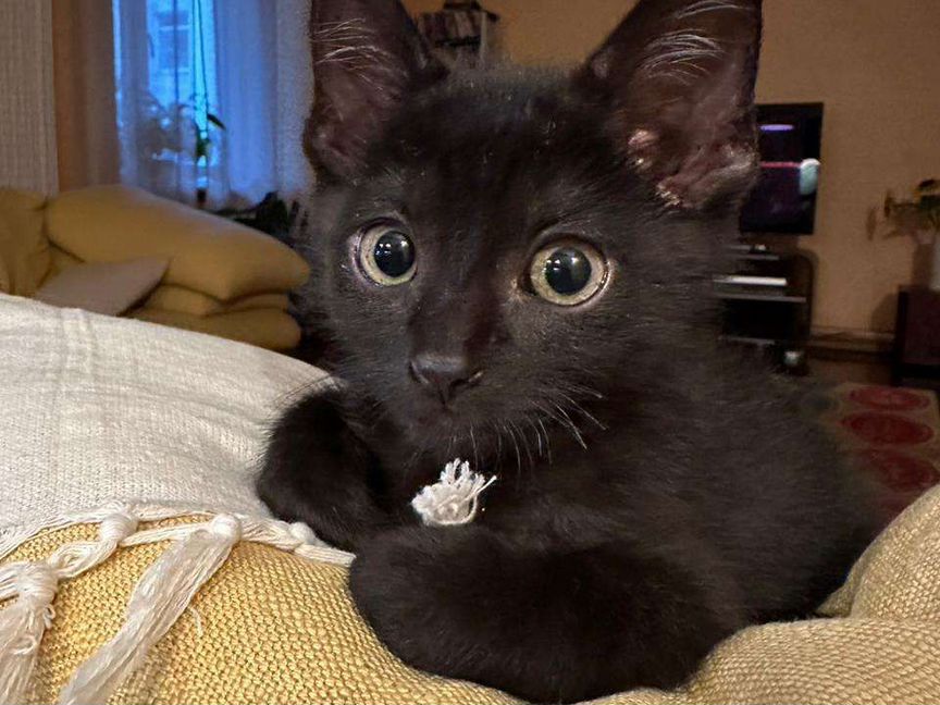 Котёнок, мальчик, 4, 5месяца