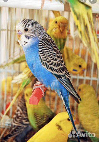 Волнистый попугай голубой