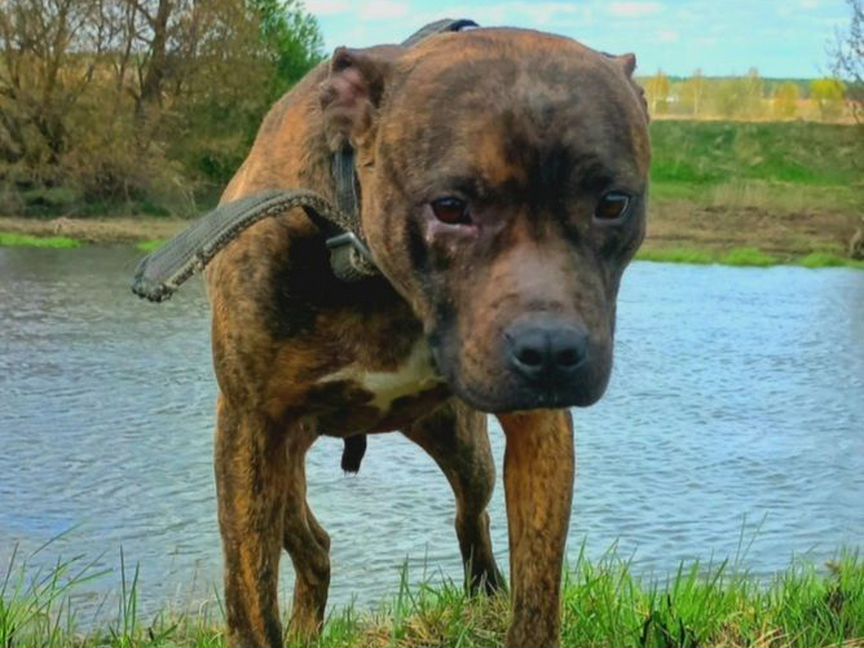 Щенки питбультерьера