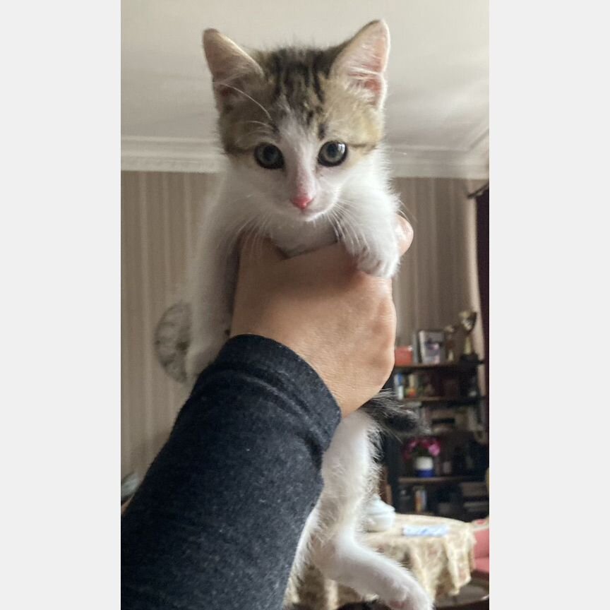 Котенок