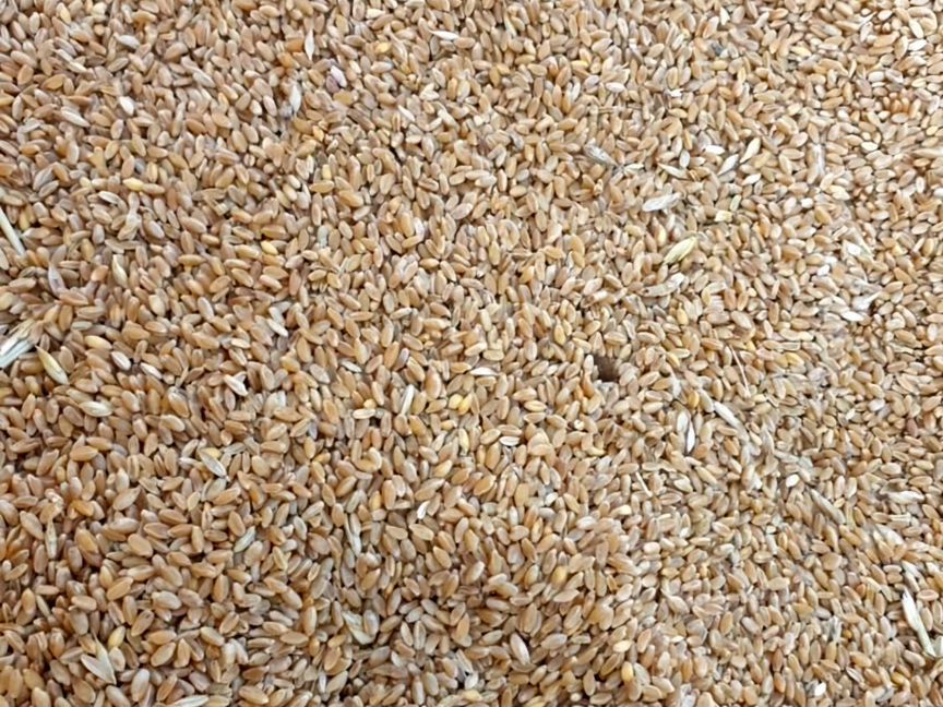 Яровая пшеница