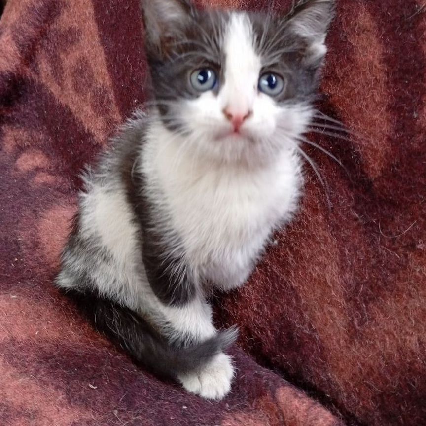 Котёнок в добрые руки