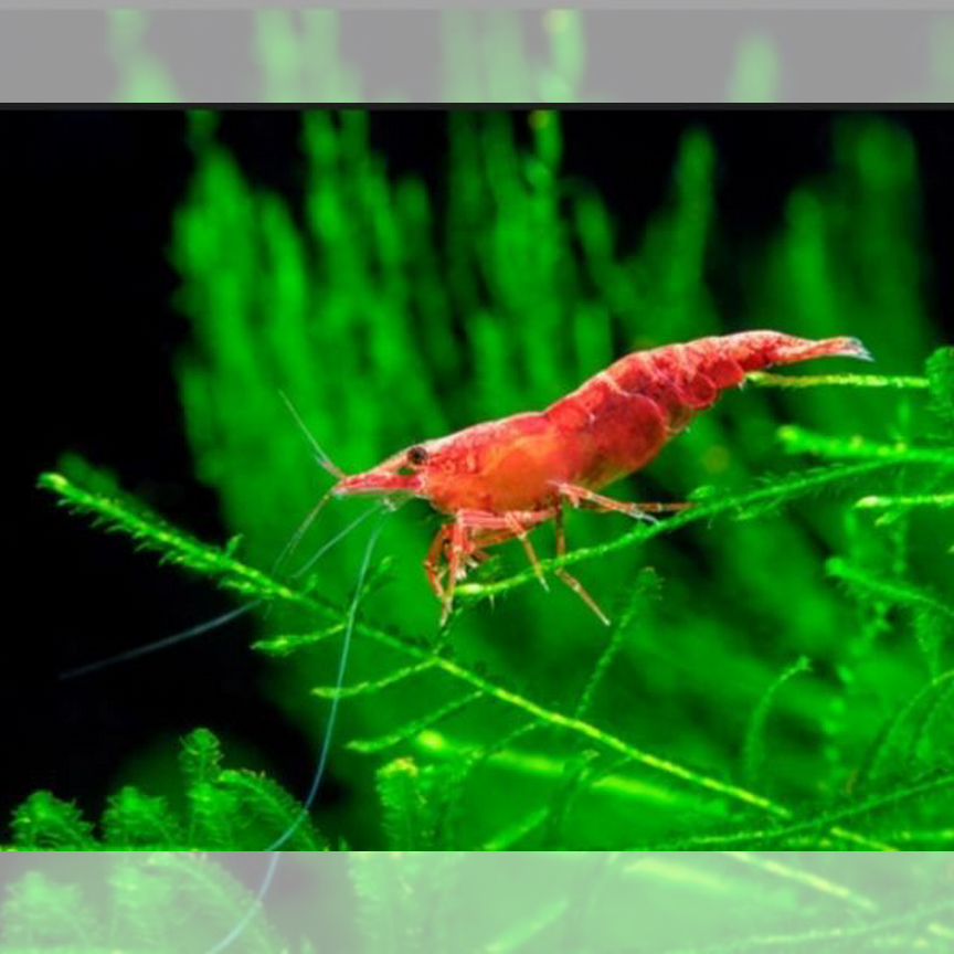Креветки красные аквариумные