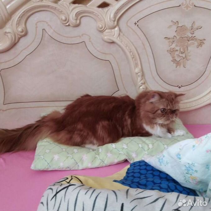 Персидский кот вязка