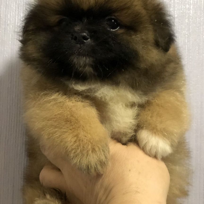 Щенки пекинеса