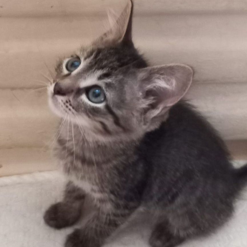 Мальчик Ластик 2.5 месяца ответственным людям