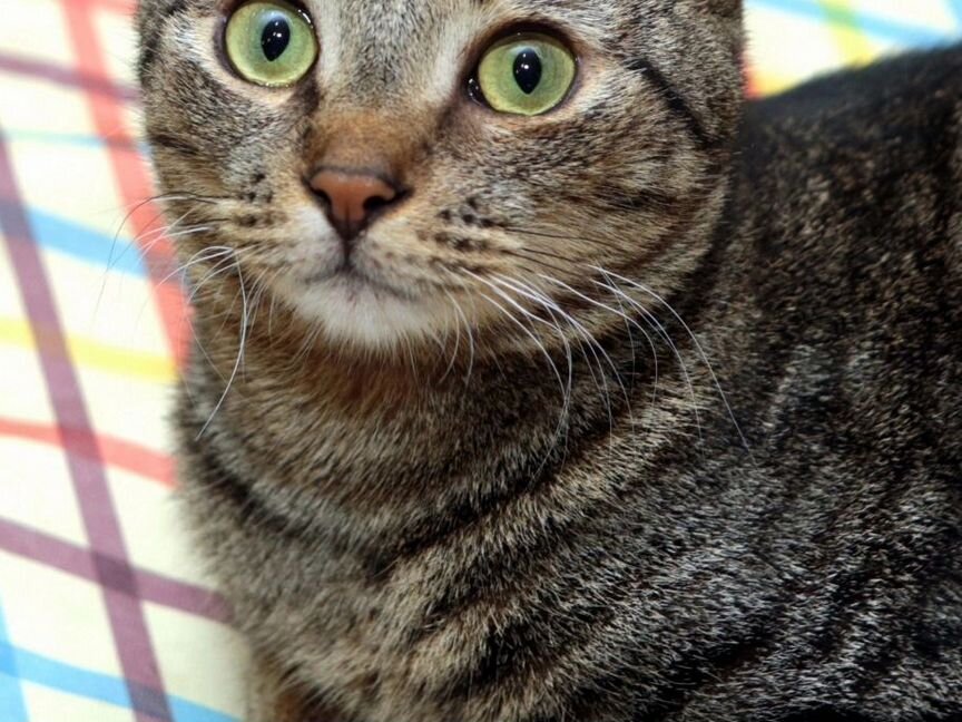 Кошка