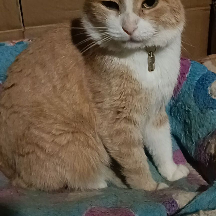 Кошка
