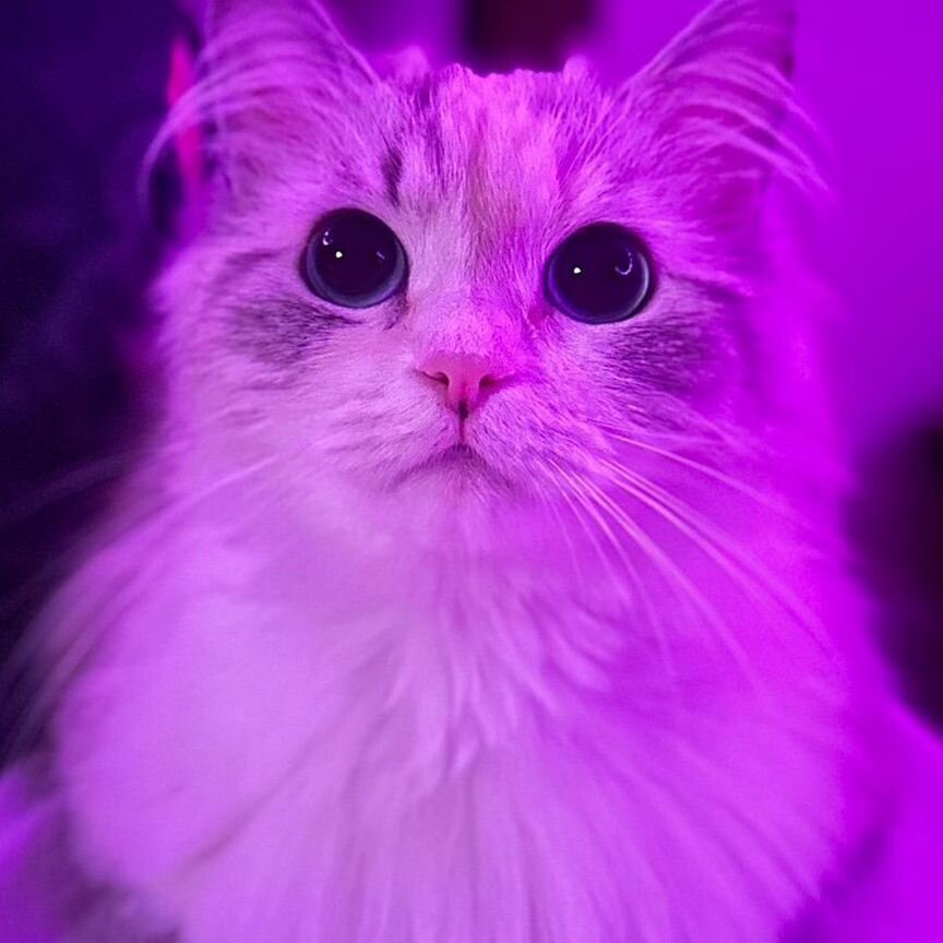 Сибирские котята