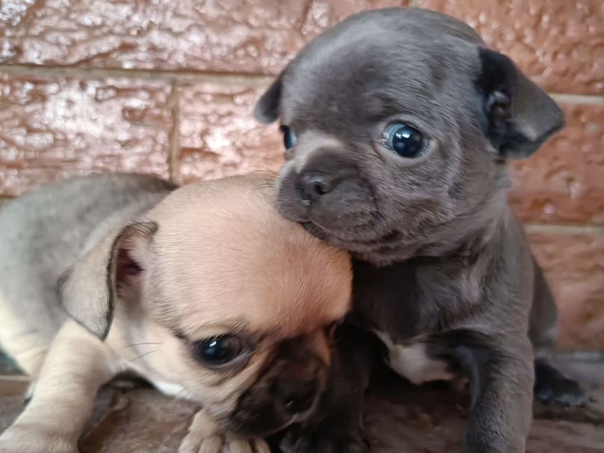 Щенки чихуахуа мини мальчики