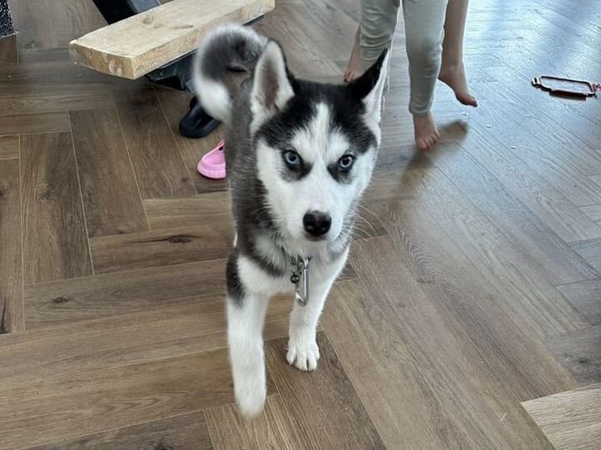 Щенки сибирской хаски мальчик