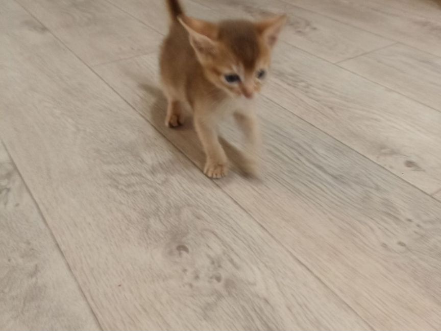 Абиссинская кошка