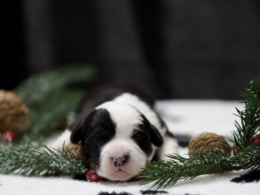 Вельш корги бронирование Питомник РКФ