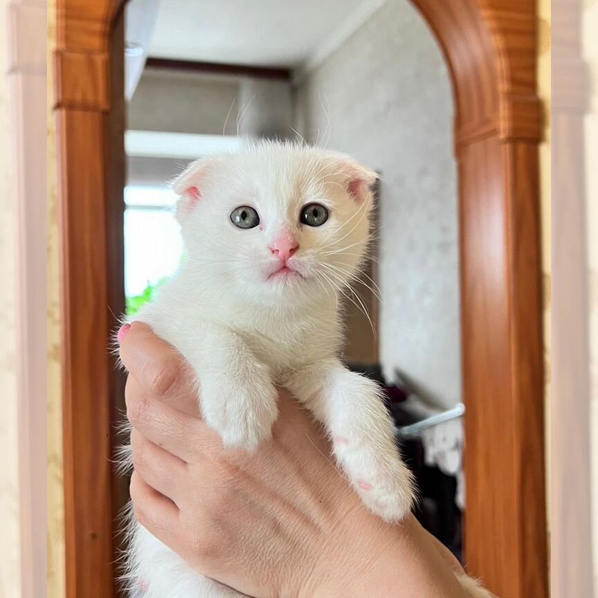 Вислоухие и прямоухие котята