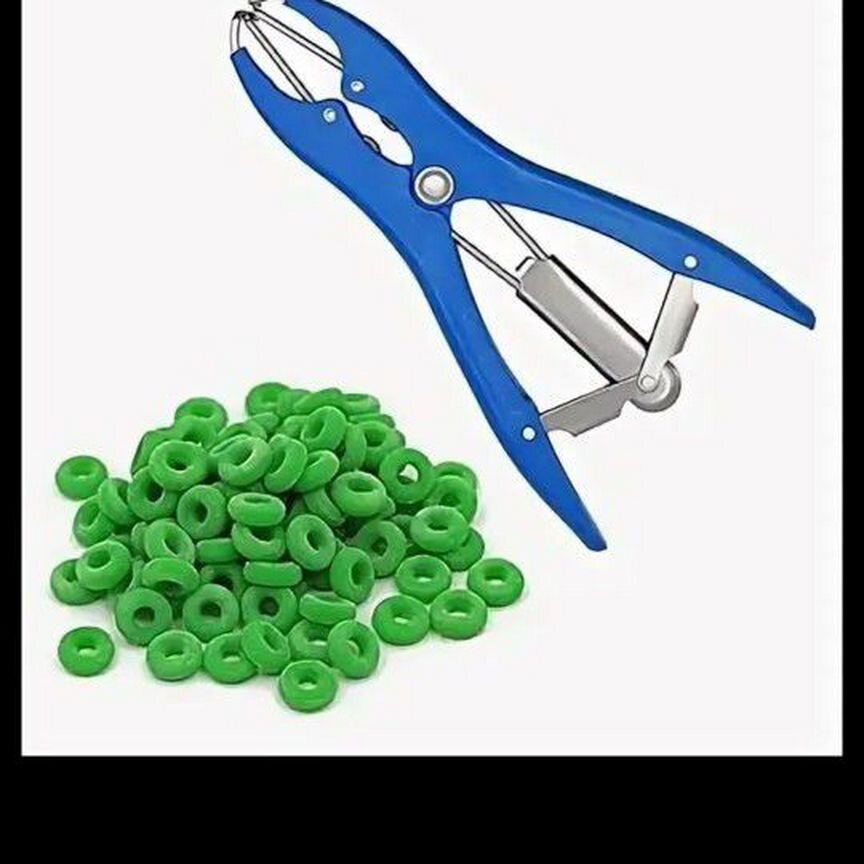 Стрижка и кастрация овец