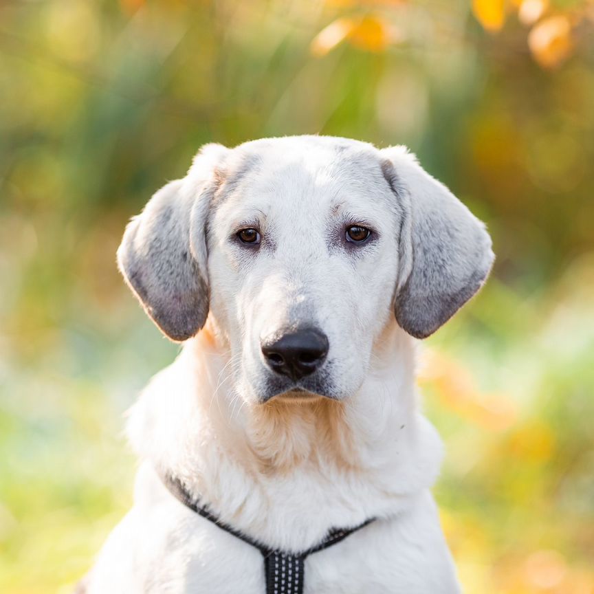 Красавица Лотти - украшение для семьи