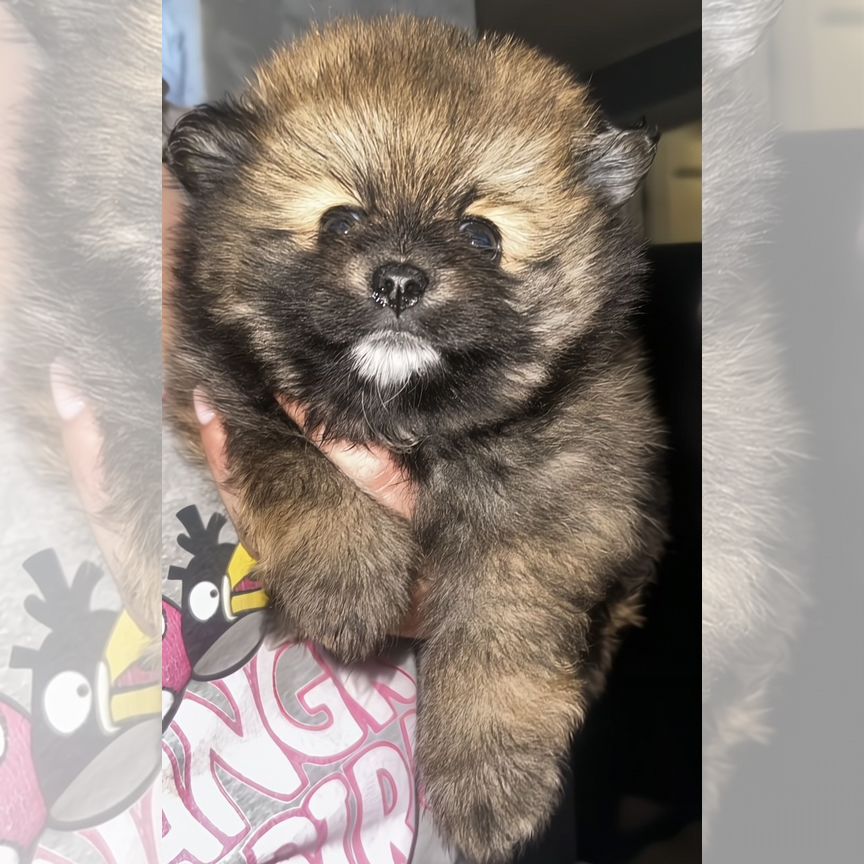 Померанский шпиц, щенок