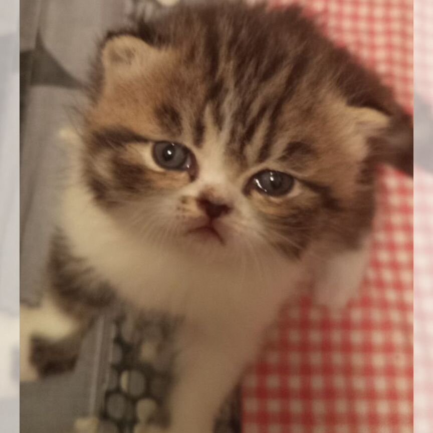 Экзотический короткошёрстный котёнок