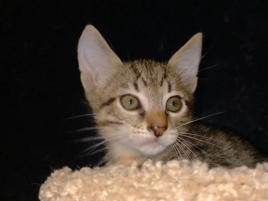 Экзоты котята гибрид