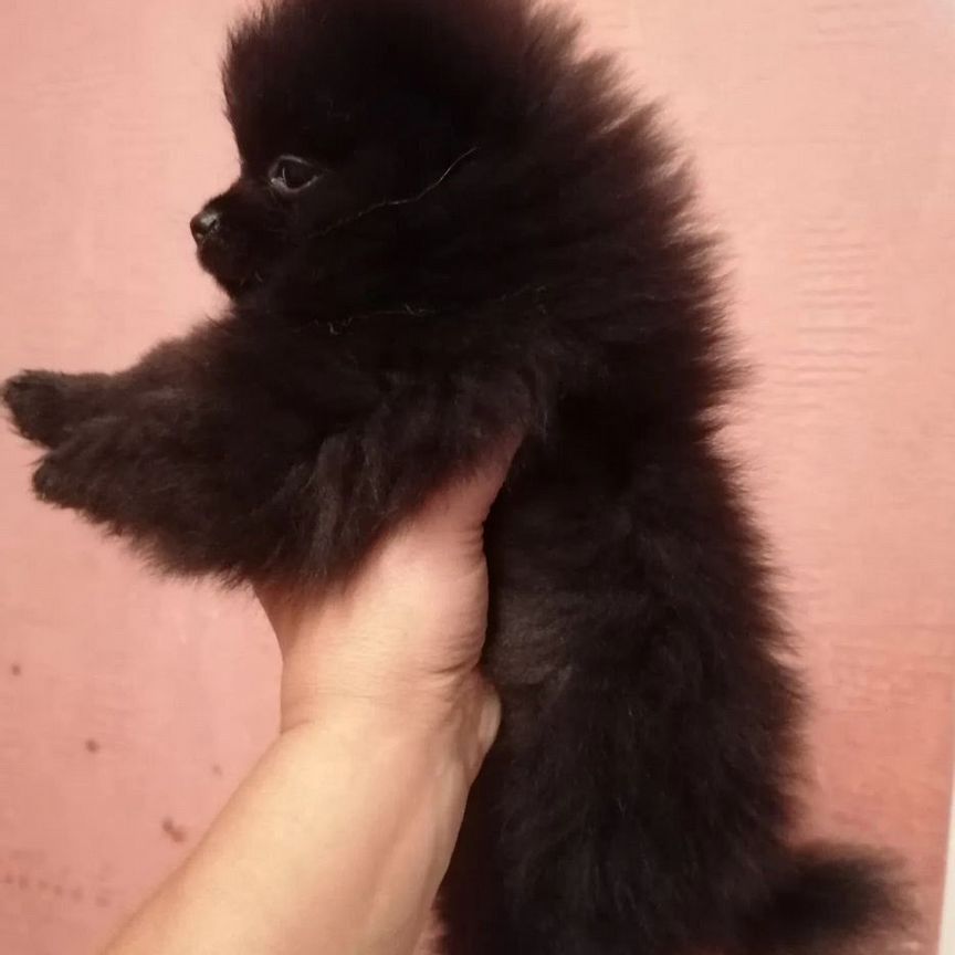 Померанский шпиц