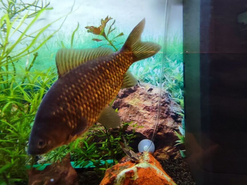 Аквариумный карасик