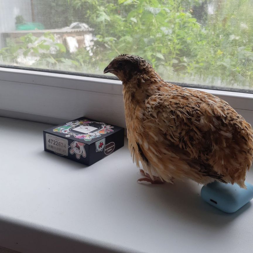 Петушок перепелов