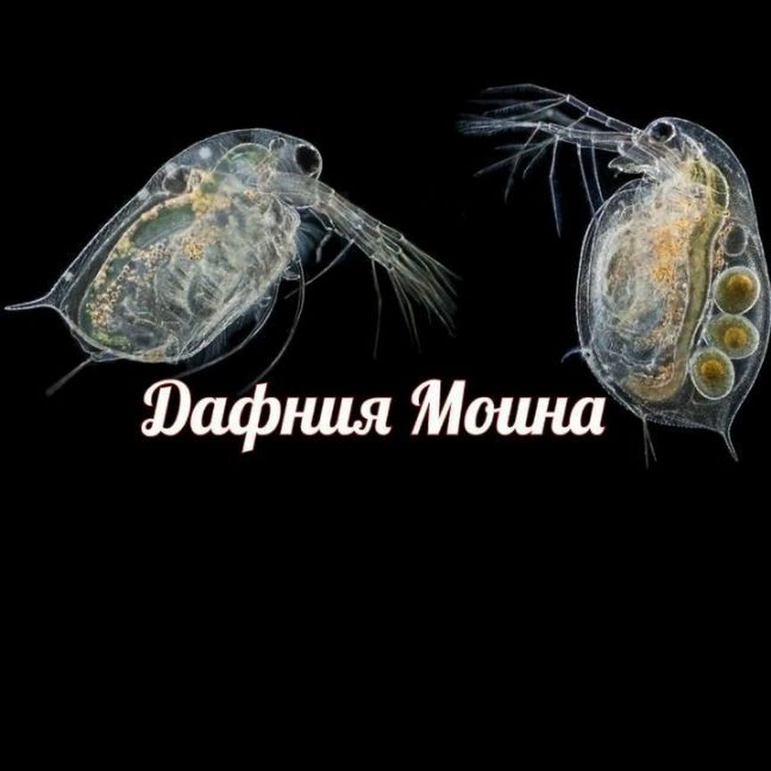 Живая Дафния Моина