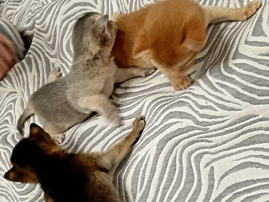 Абиссинские котята