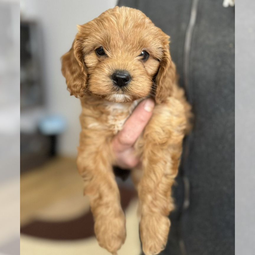 Кавапу, щенок