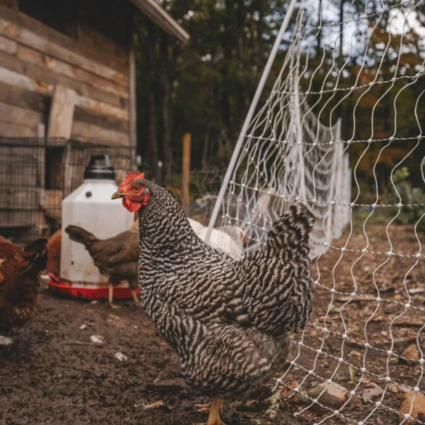 Куры несушки и петухи