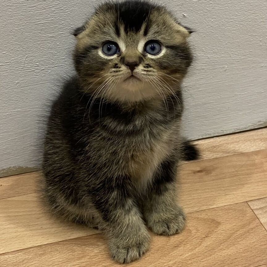 Шотландские котята