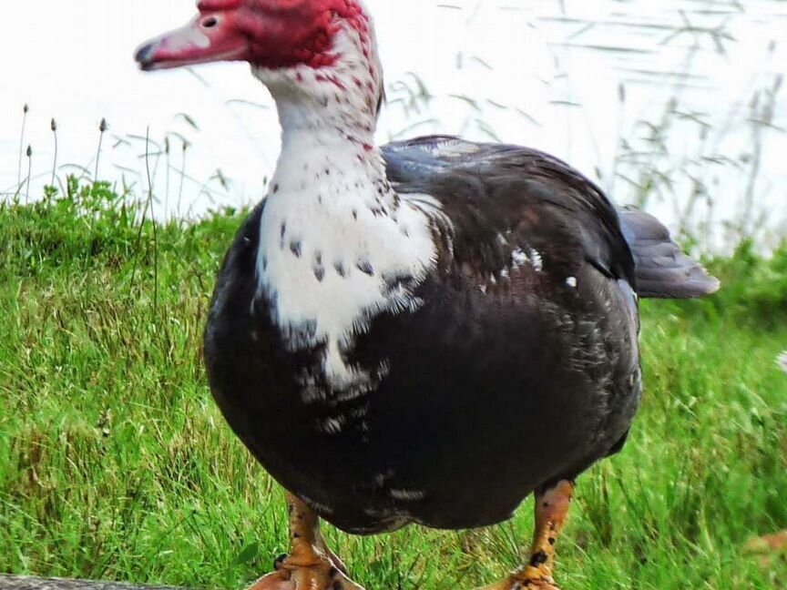 Мускусные утки индоутки индоутята