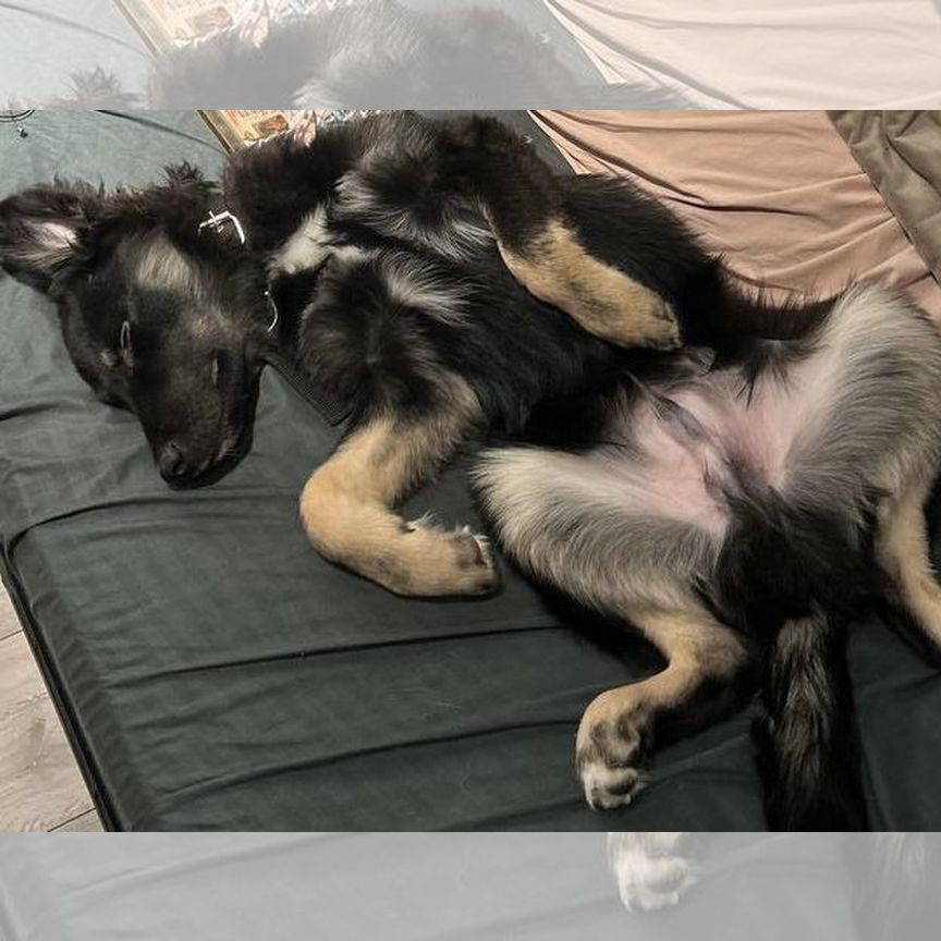 Щенок в добрые руки