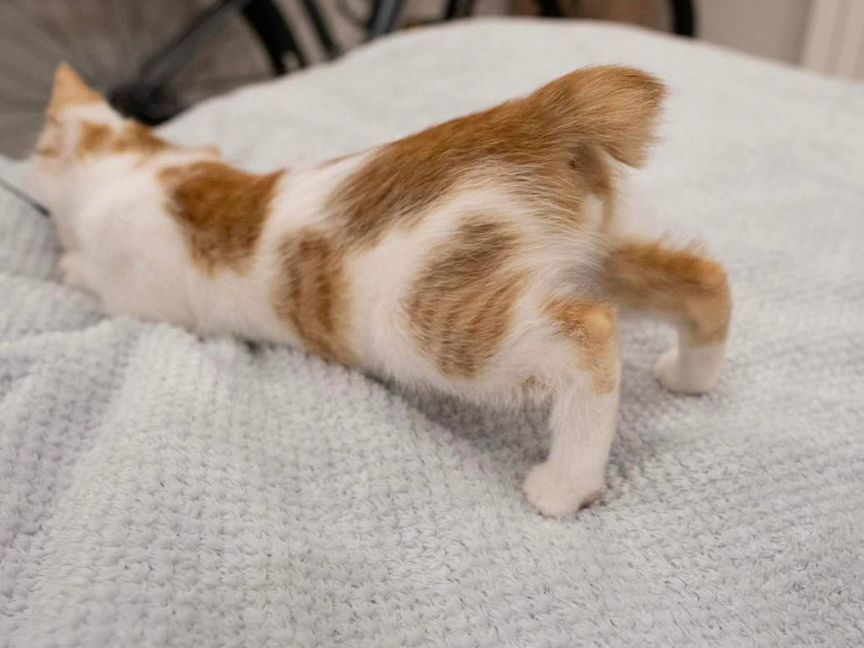Котёнок, курильский бобтейл, в добрые руки