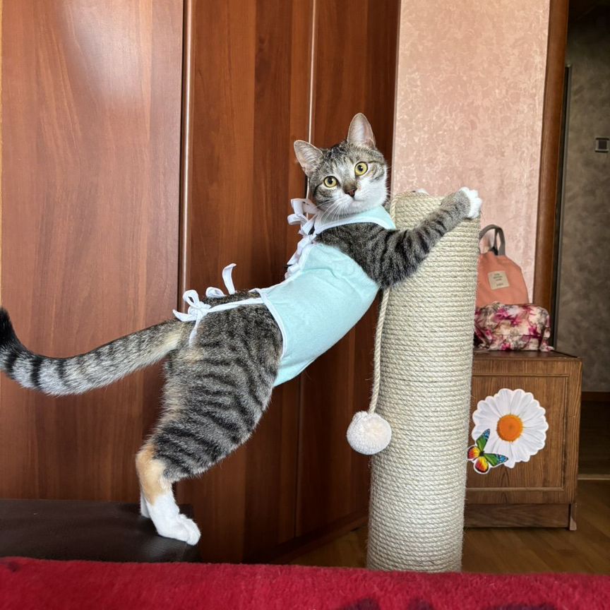 Кошечка Симона