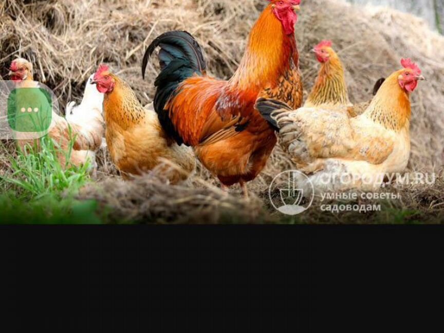 Живые куры. Продам