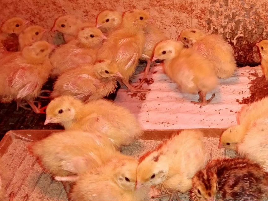 Перепела и продукция из перепелов