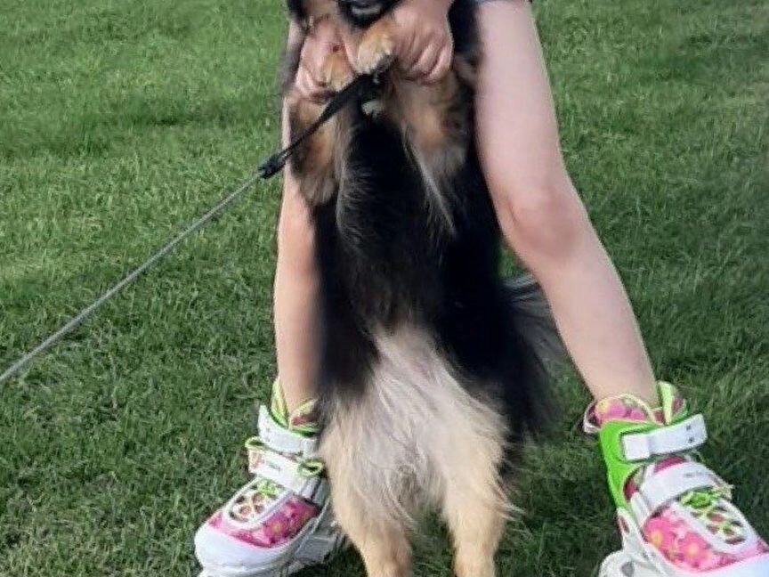 Собака шпиц