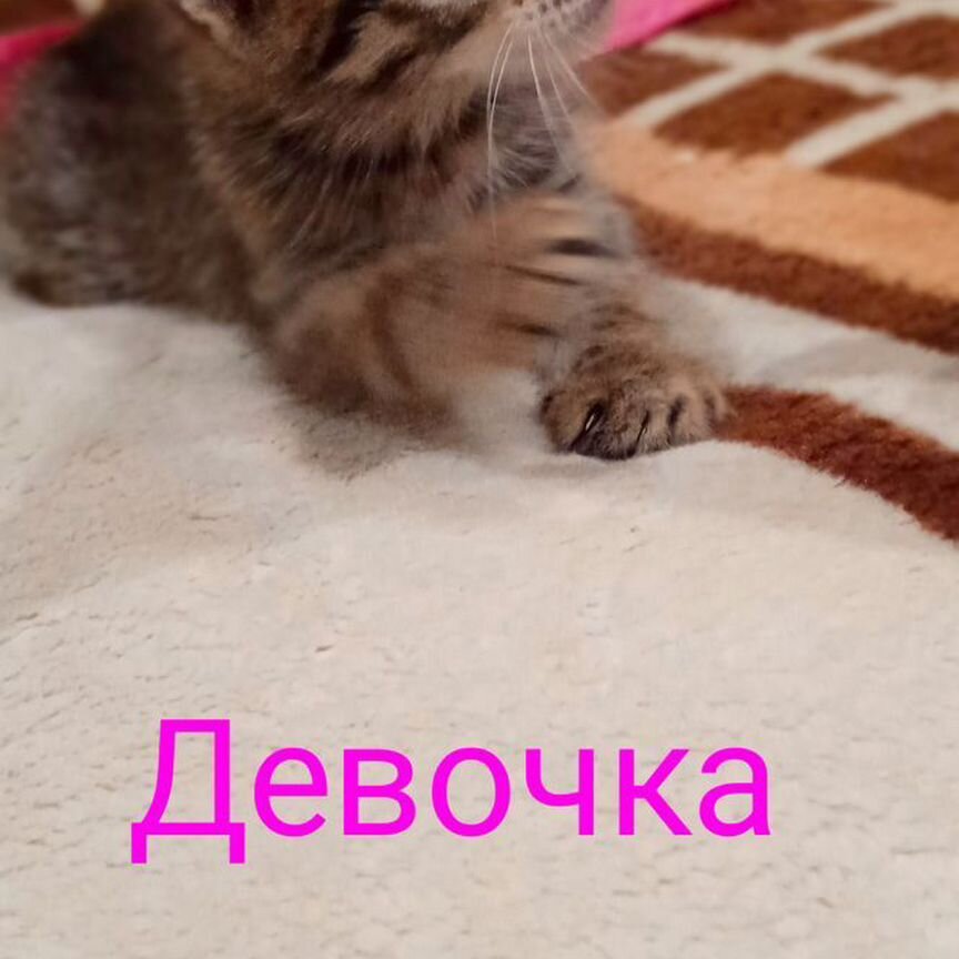 Отдам в добрые руки