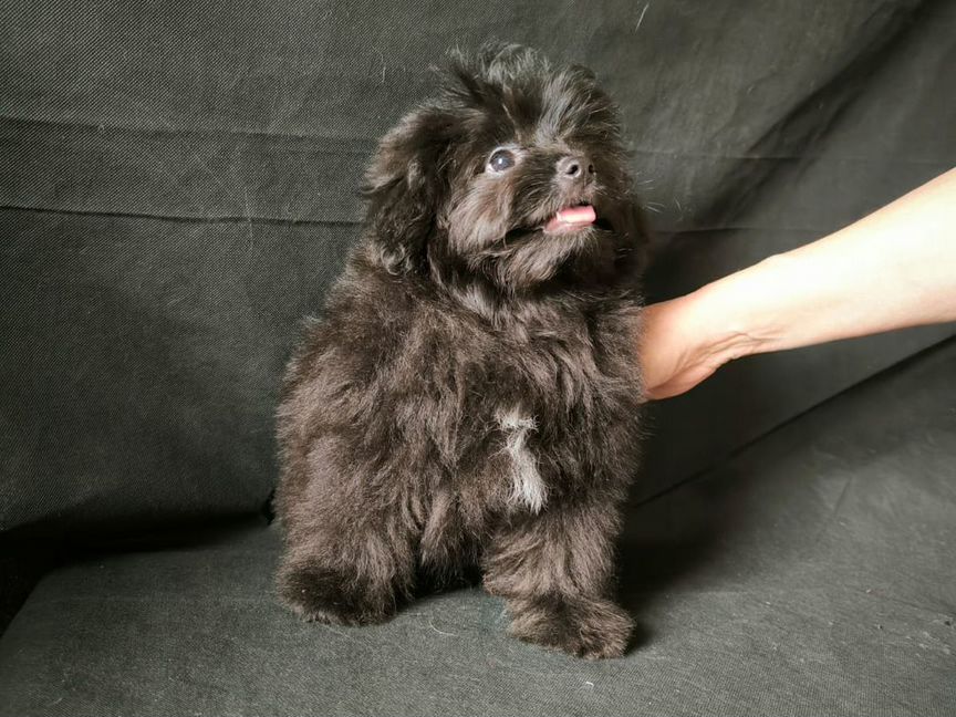 Милашки мальтипушки