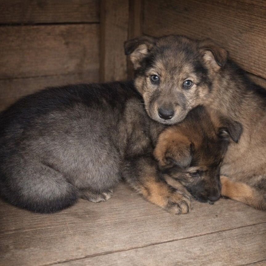 Щенок в добрые руки