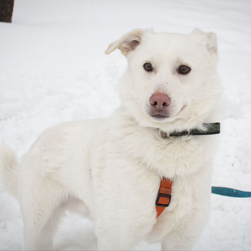 Белоснежный Марис в поисках семьи