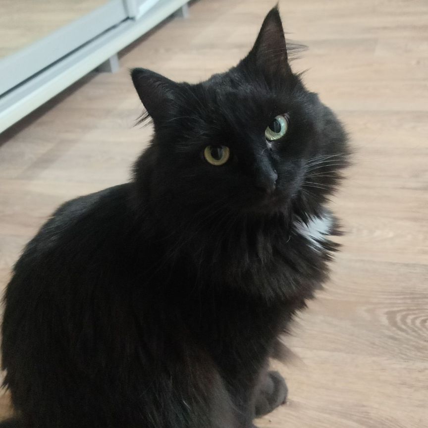 Взрослая, кошка в добрые руки