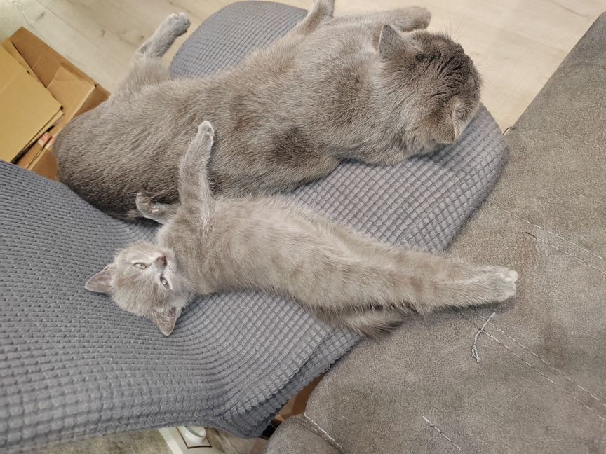 Шотландский котенок скоттиш страйт