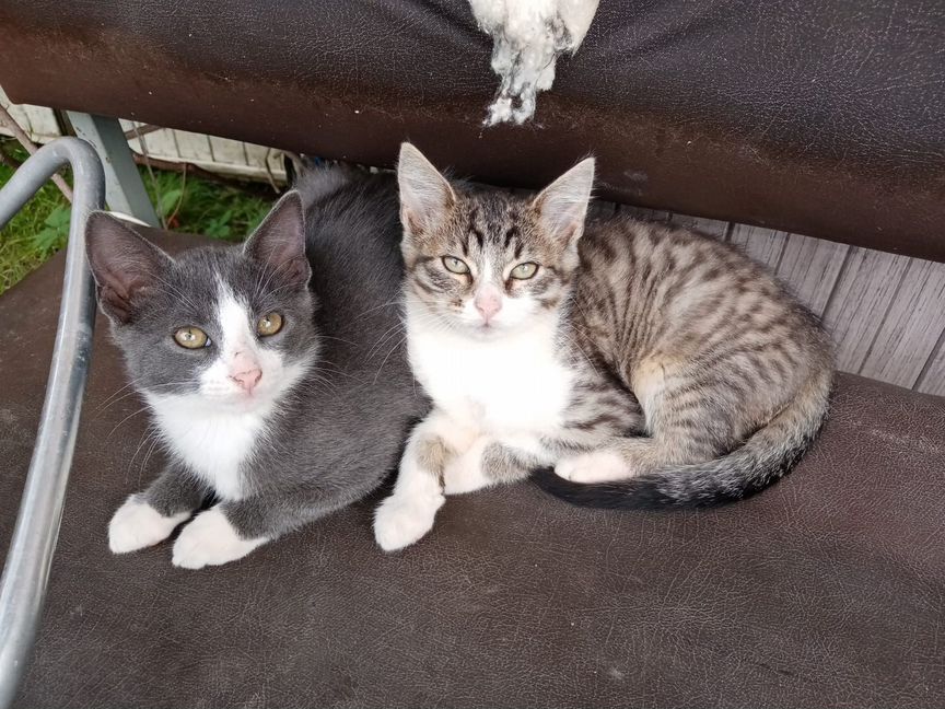 Котята в дар